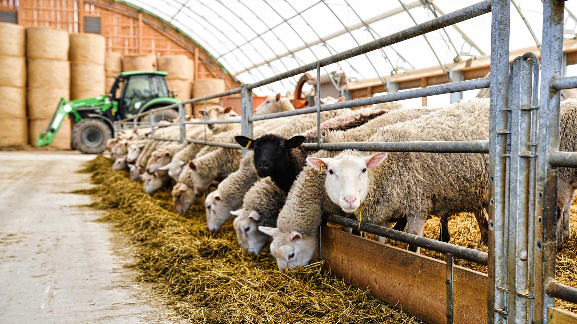 Farm Goat Barn Ohio Farmers Convert Former Hog Farm Into Intensive