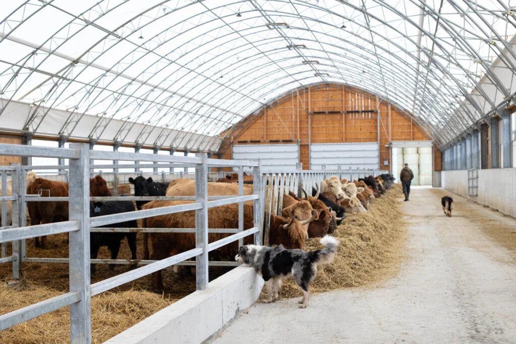Cattle Fabric Barn Design for Peak Cattle Intake & Fast Chores